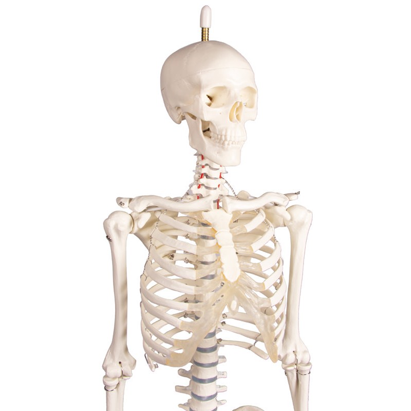 Miniature Therapy Skeleton "Paul" | Health and Care