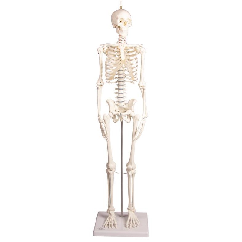 Miniature Therapy Skeleton "Paul" | Health and Care