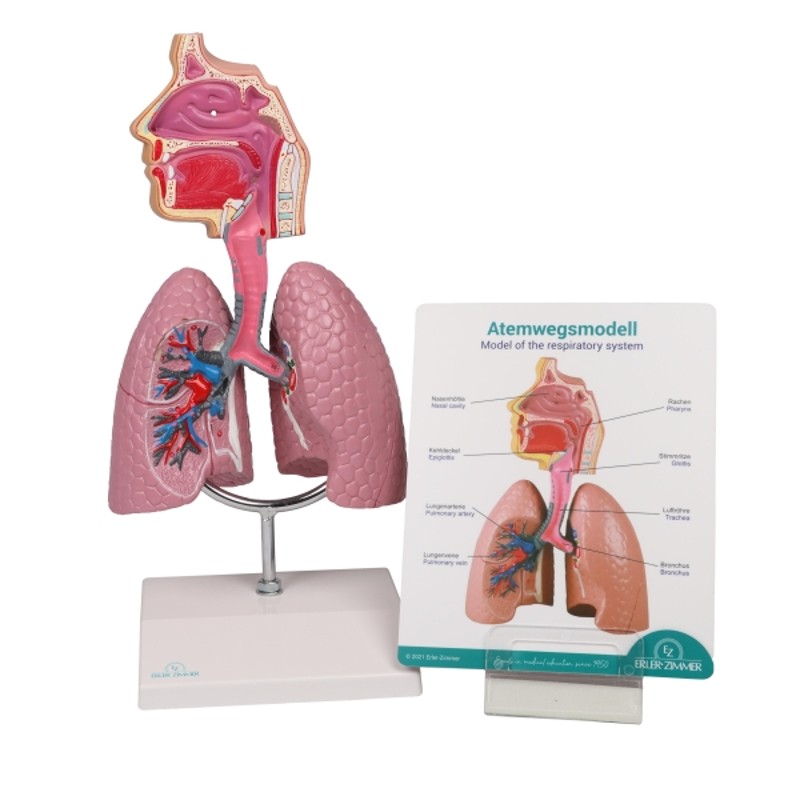 Human Respiratory System Model | Health and Care