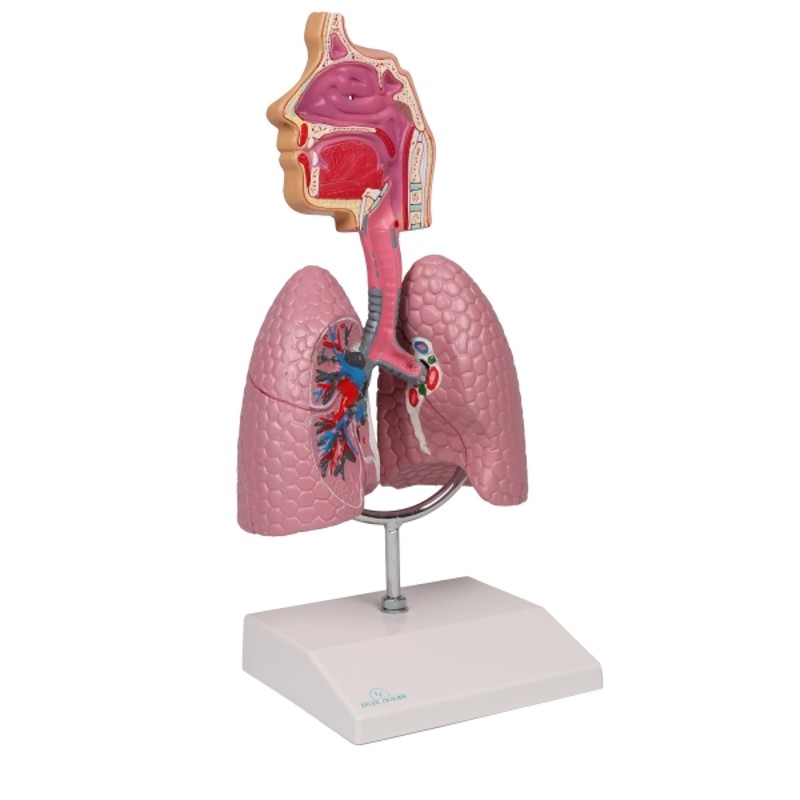 Human Respiratory System Model | Health and Care