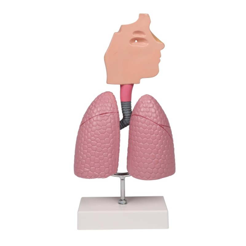 Human Respiratory System Model | Health and Care