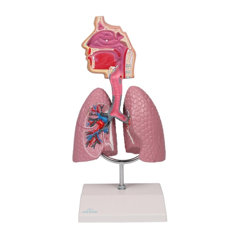 Human Respiratory System Model | Health and Care