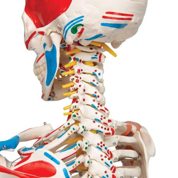 Flexible Model Skeleton Sam | Health and Care
