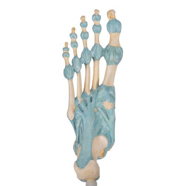Foot Skeleton Anatomical Model With Ligaments | Health and Care