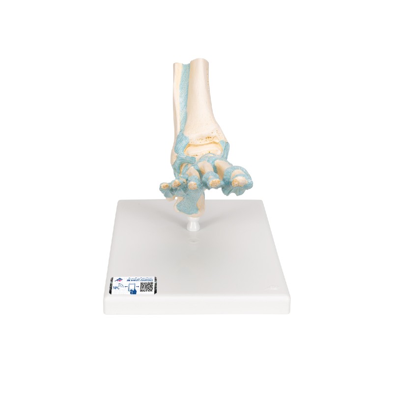 Foot Skeleton Anatomical Model With Ligaments | Health and Care