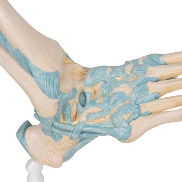 Foot Skeleton Anatomical Model With Ligaments | Health and Care