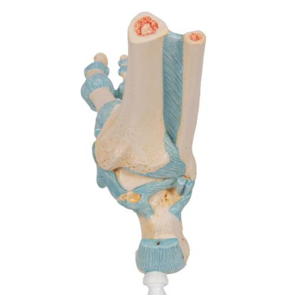 Foot Skeleton Anatomical Model With Ligaments | Health and Care