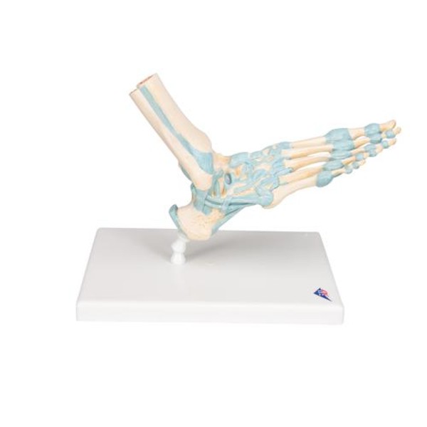 Foot Skeleton Anatomical Model With Ligaments | Health and Care