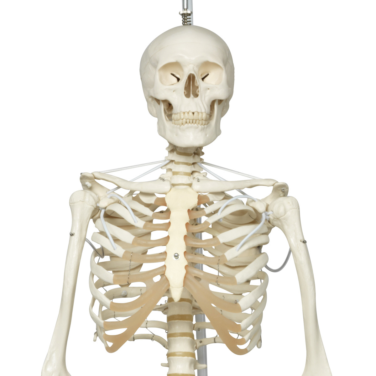Functional Human Skeleton Model Frank Flexible Realistic Movement ...