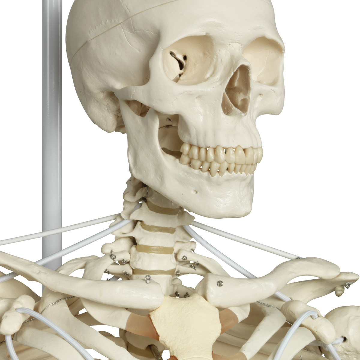 Functional Human Skeleton Model Frank Flexible Realistic Movement ...