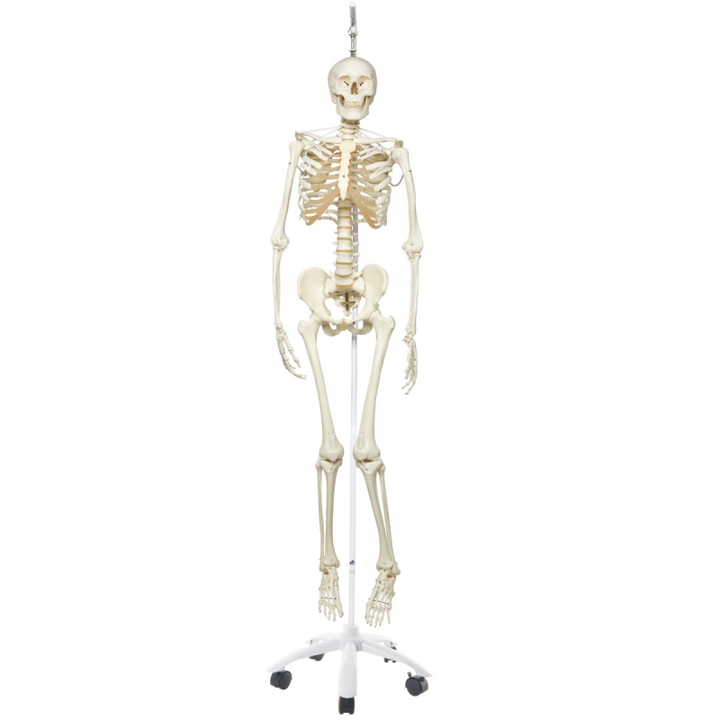 Functional Human Skeleton Model Frank Flexible Realistic Movement ...