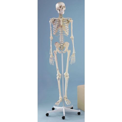 Full-Size Skeleton with Muscle Marks | Health and Care