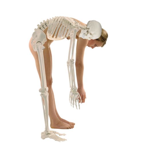 Full Size Therapy Skeleton "Hugo" | Health and Care