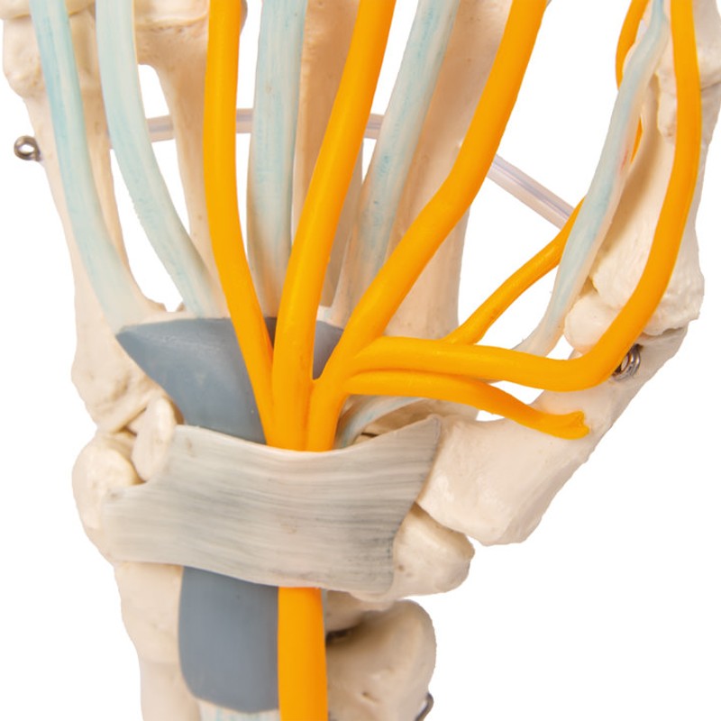 Hand with Tendons, Nerves & Carpal Tunnel | Health and Care