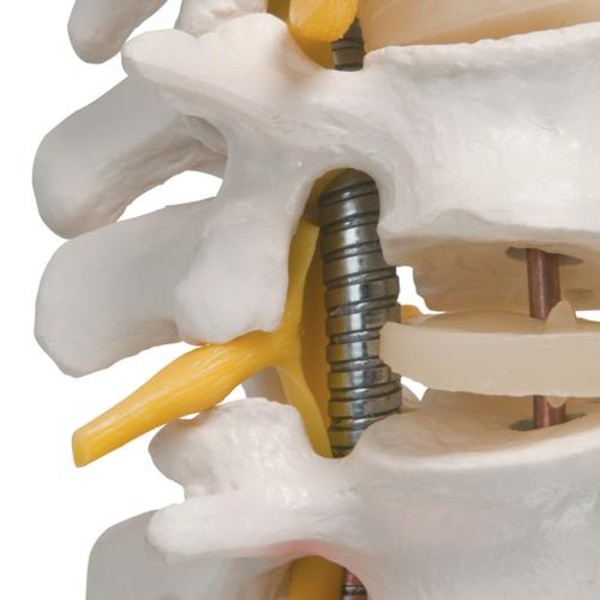 Highly Flexible Human Spine Anatomical Model | Health and Care