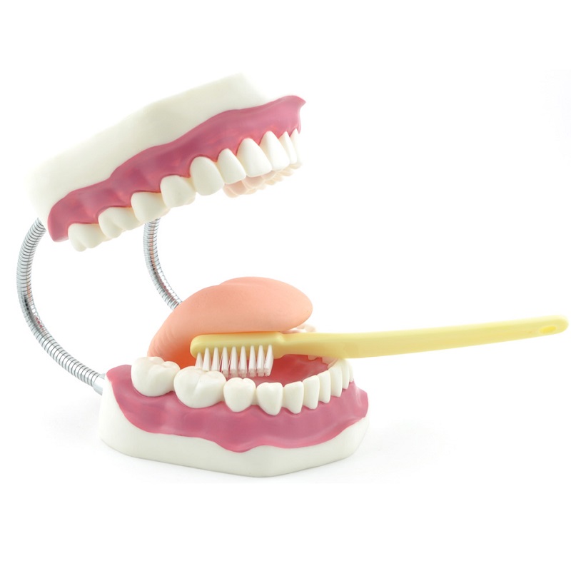 Dental Care Model with Toothbrush | Health and Care