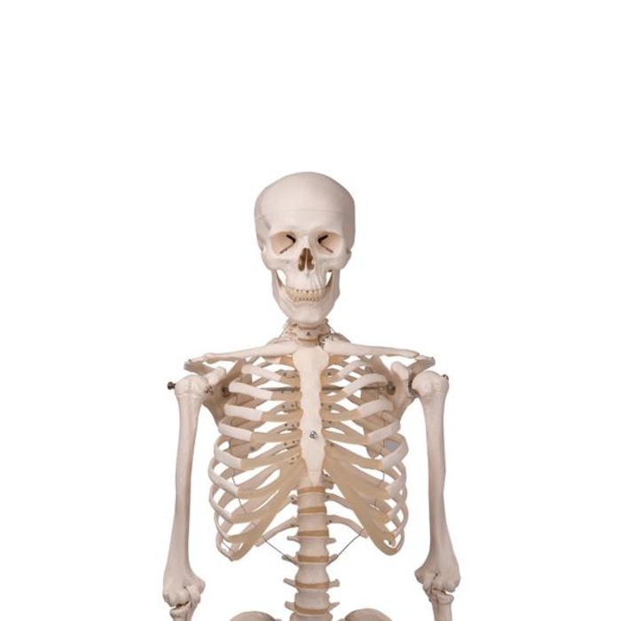 Human Anatomical Skeleton Model Stan On Stand | Health and Care