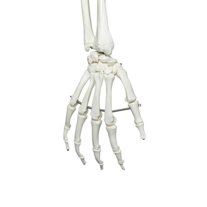 Human Anatomical Skeleton Model Stan On Stand | Health and Care