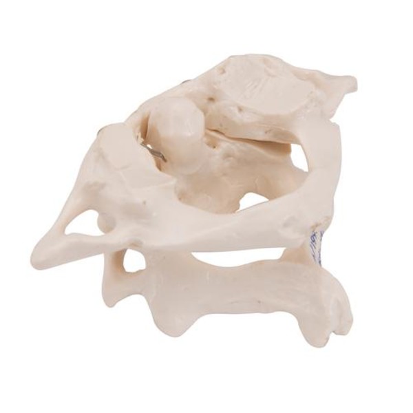 Human Atlas and Axis Bones Anatomical Model | Health and Care
