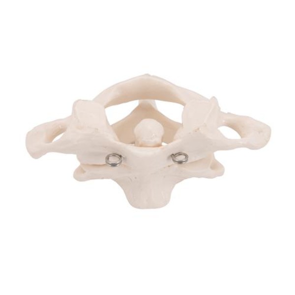 Human Atlas and Axis Bones Anatomical Model | Health and Care