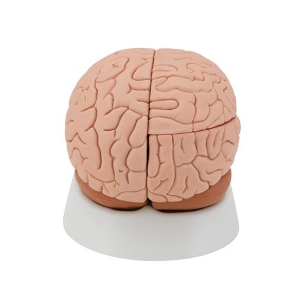 Human Brain Classic Anatomical Model | Health and Care