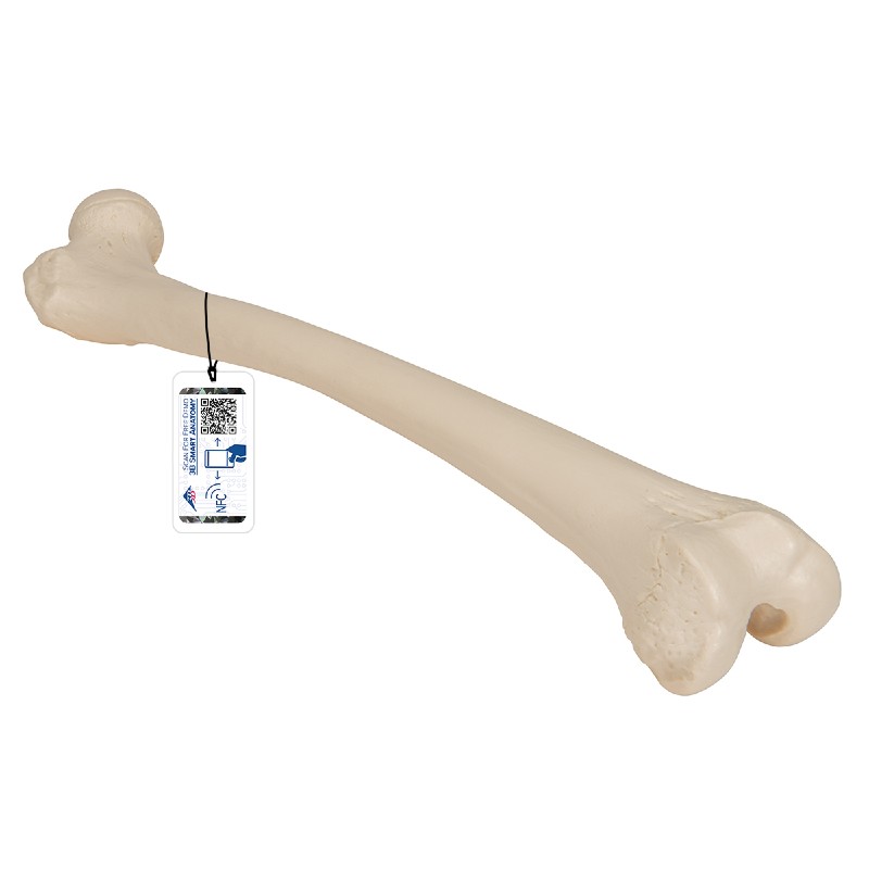 Human Femur Anatomical Model | Health and Care