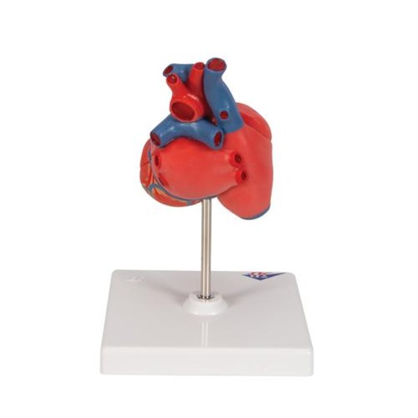 Human Heart Classic Anatomical Model (Two-Part) | Health and Care