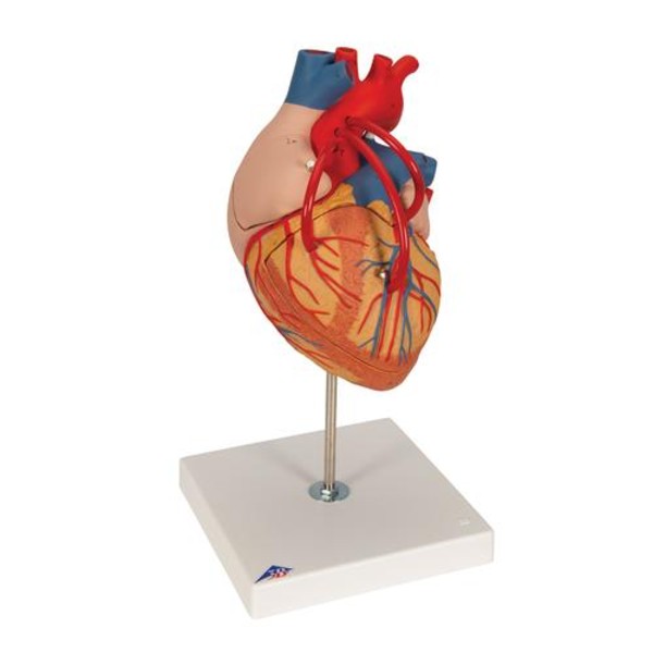 Human Heart with Bypass Anatomical Model | Health and Care