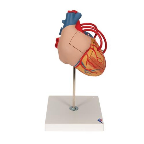 Human Heart with Bypass Anatomical Model | Health and Care