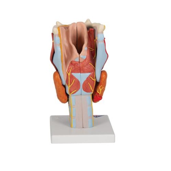 Human Larynx Anatomical Model | Health and Care