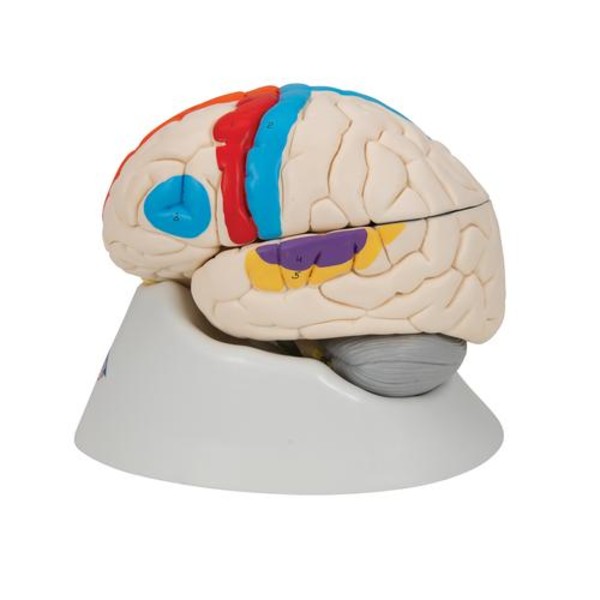Human Neuro-Anatomical Brain Model (Eight-part) | Health and Care