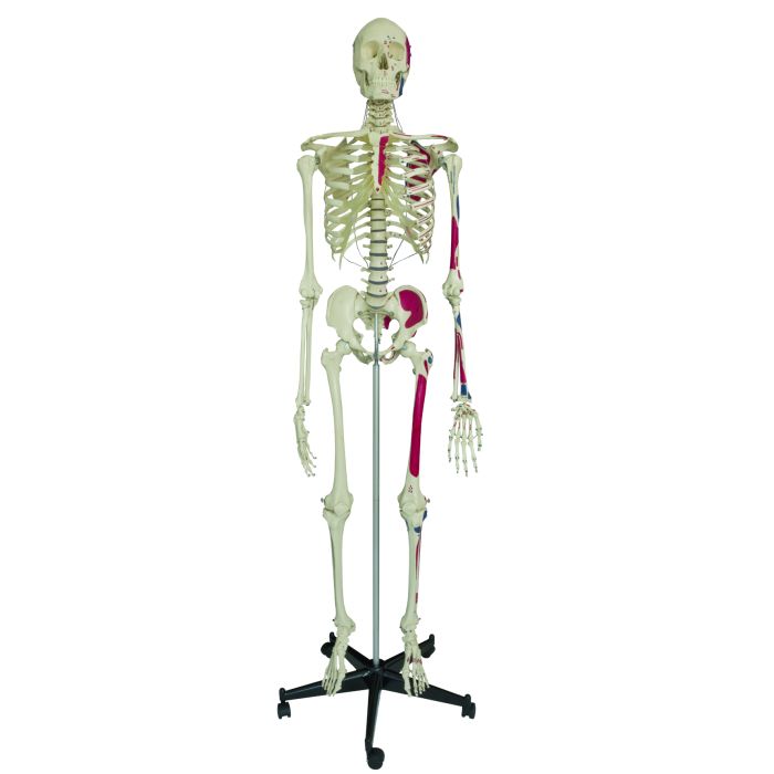 Model Skeleton Human Full Size with Muscle Painting | Health and Care