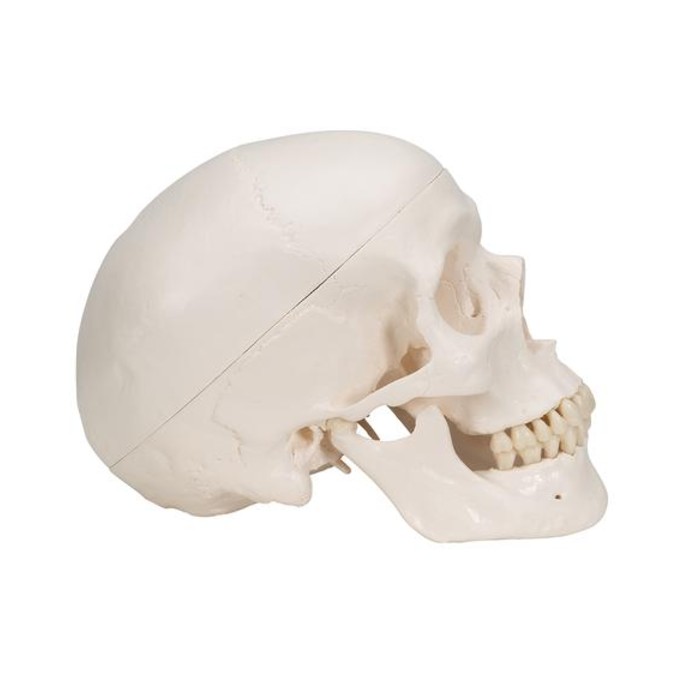 Human Skull Classic Anatomical Model | Health and Care