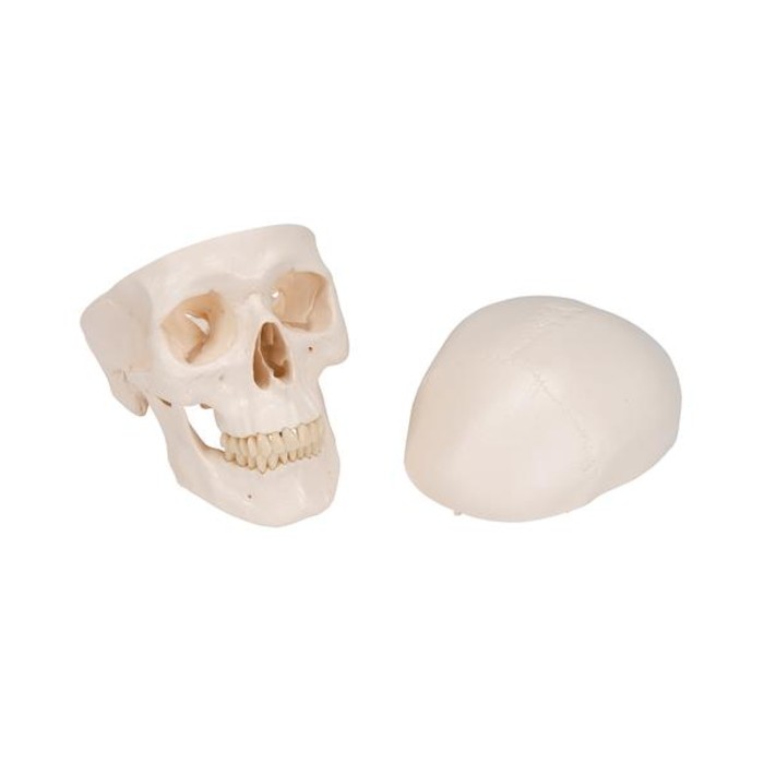 Human Skull Classic Anatomical Model | Health and Care