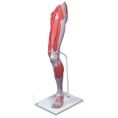 Anatomical Model of Lower Muscle Leg with Knee (3 part) | Health and Care