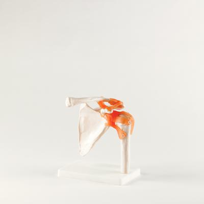 Lifesize Shoulder Joint Anatomical Model | Health and Care