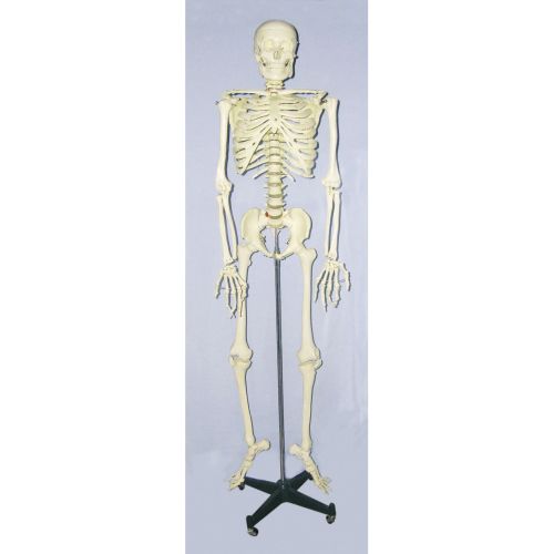 Life Sized Model Skeleton With Frame | Health and Care
