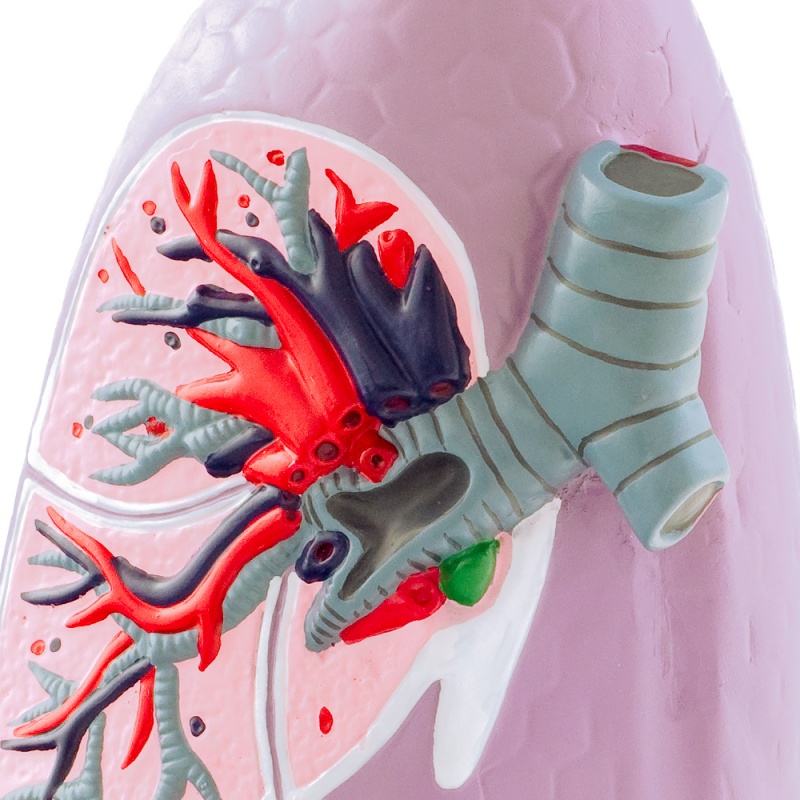Lifesize Right Human Lung Model | Health and Care