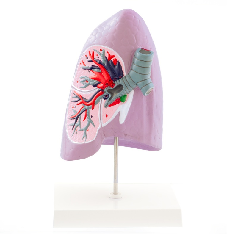 Lifesize Right Human Lung Model | Health and Care