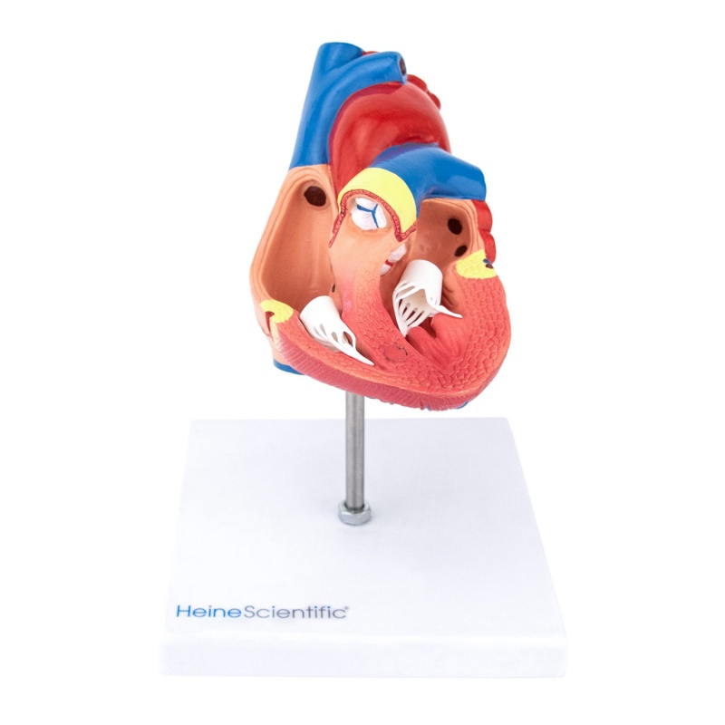 Lifesize Two-Part Human Heart Model | Health and Care