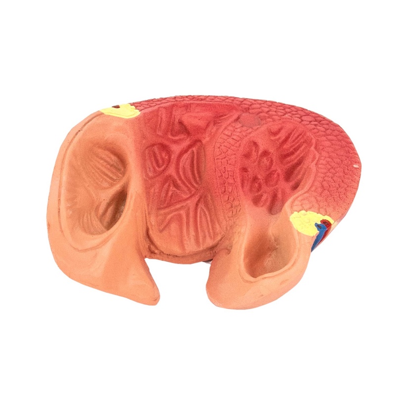 Lifesize Two-Part Human Heart Model | Health and Care