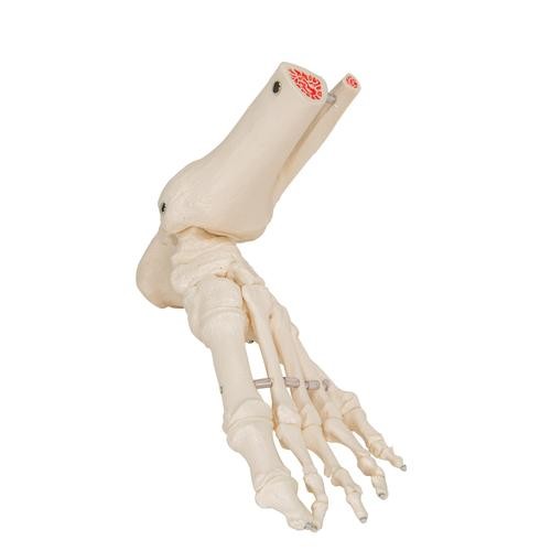 Loose Foot and Ankle Skeleton Anatomical Model | Health and Care
