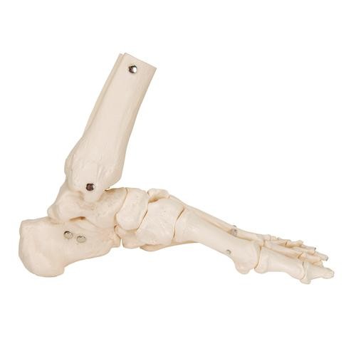 Loose Foot and Ankle Skeleton Anatomical Model | Health and Care