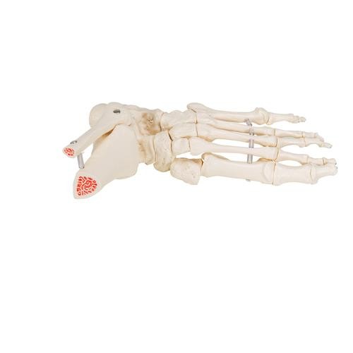 Loose Foot and Ankle Skeleton Anatomical Model | Health and Care