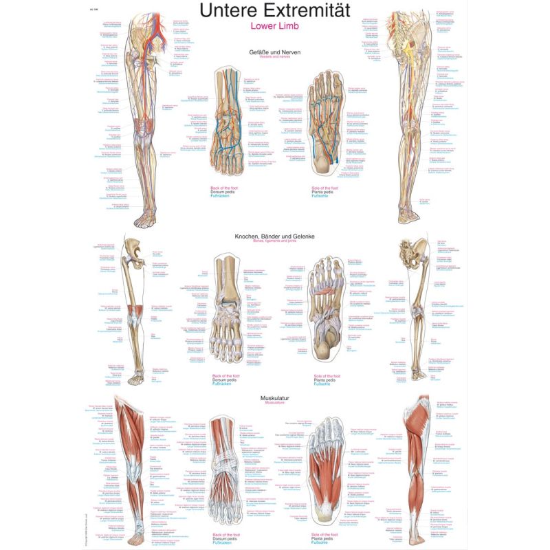 "Lower Limb" Educational Chart | Health and Care