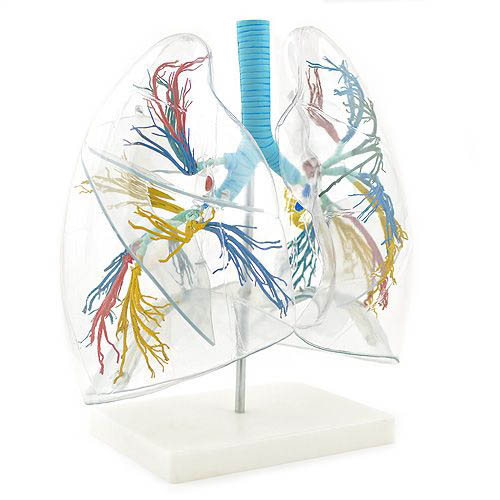 Transparent Lung Model | Health and Care