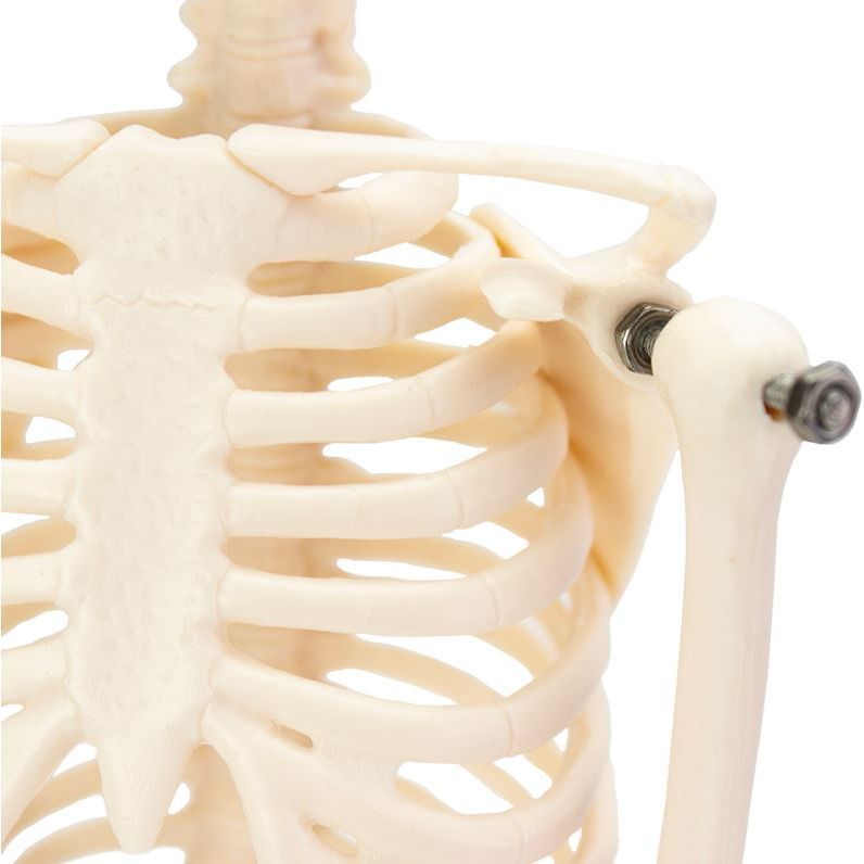 Desktop Mini Skeleton Model | Health and Care