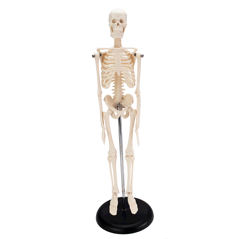 Desktop Mini Skeleton Model | Health and Care