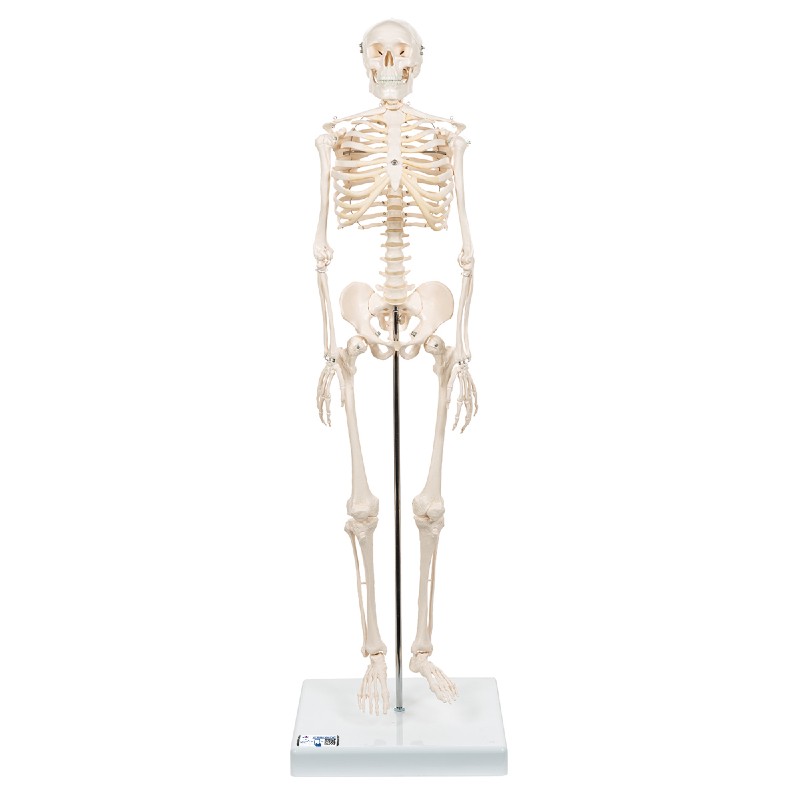 Mini Skeleton Shorty Anatomical Model | Health and Care