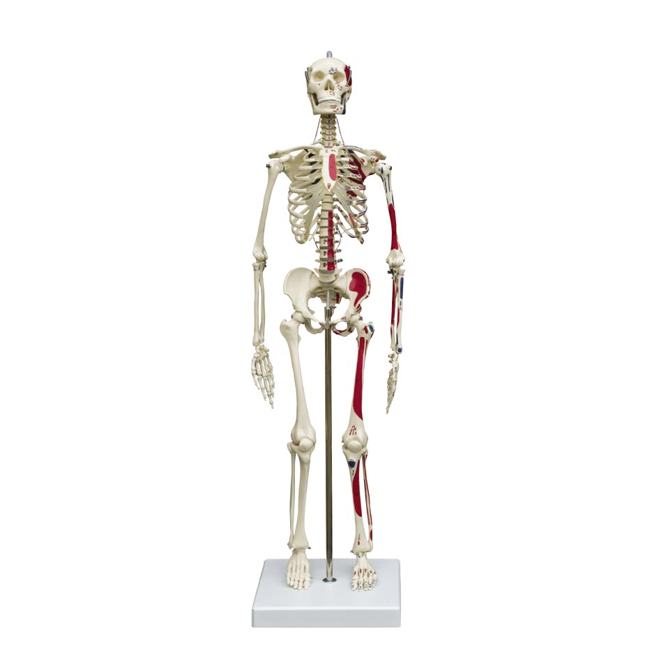 Mini Anatomical Skeleton With Muscle Painting | Health and Care